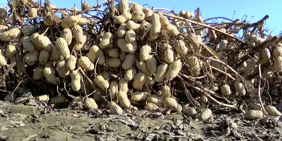 46th annual Georgia Peanut Farm Show kicks-off in Tifton 46th annual Georgia Peanut Farm Show kicks-off in Tifton